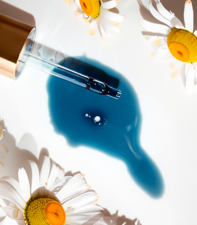 Chamomile (Camomile) Blue Standard Oil – Refined Naturals